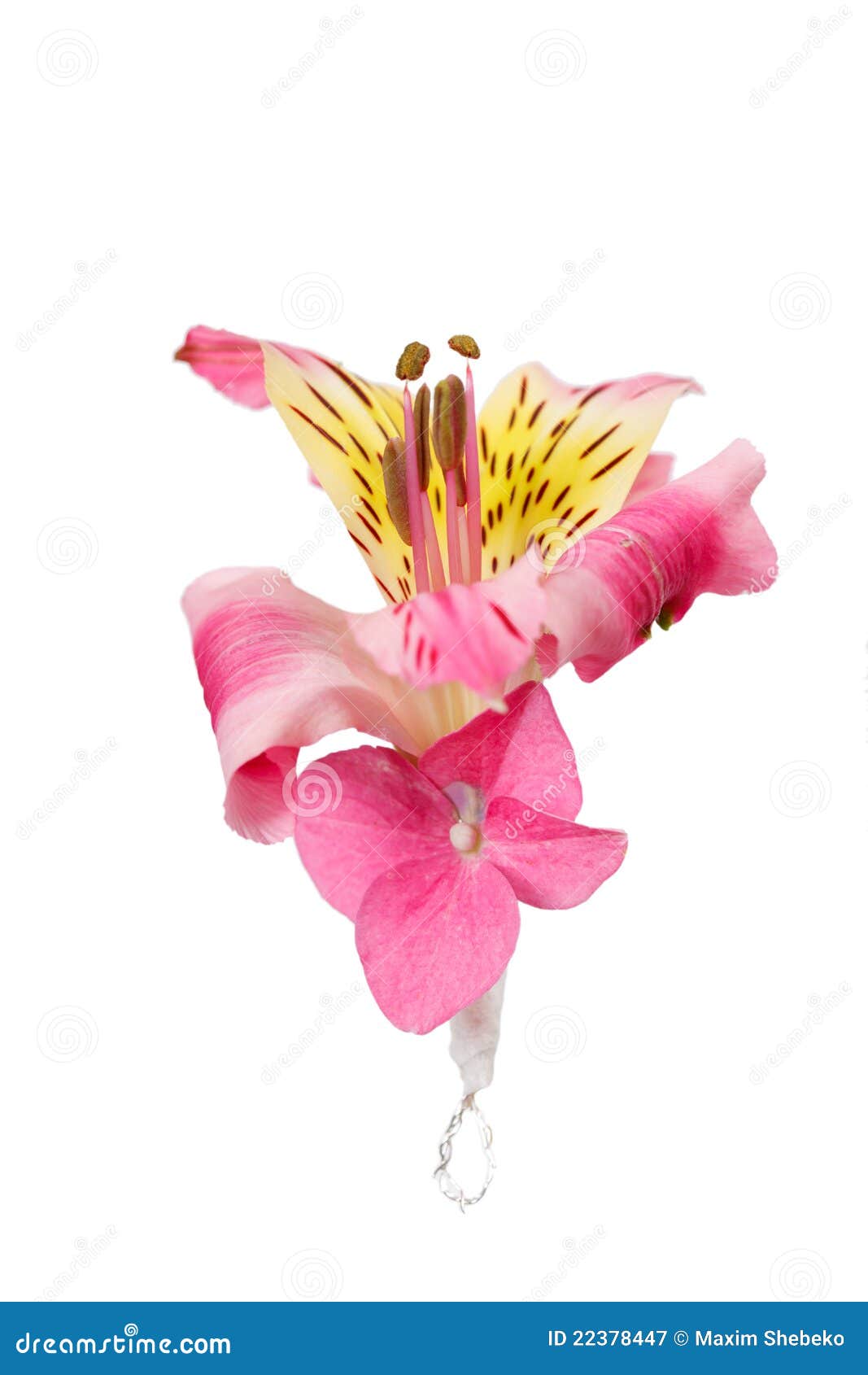 Posy bouquet stock image. Image of freesia, wedding, petal - 22378447