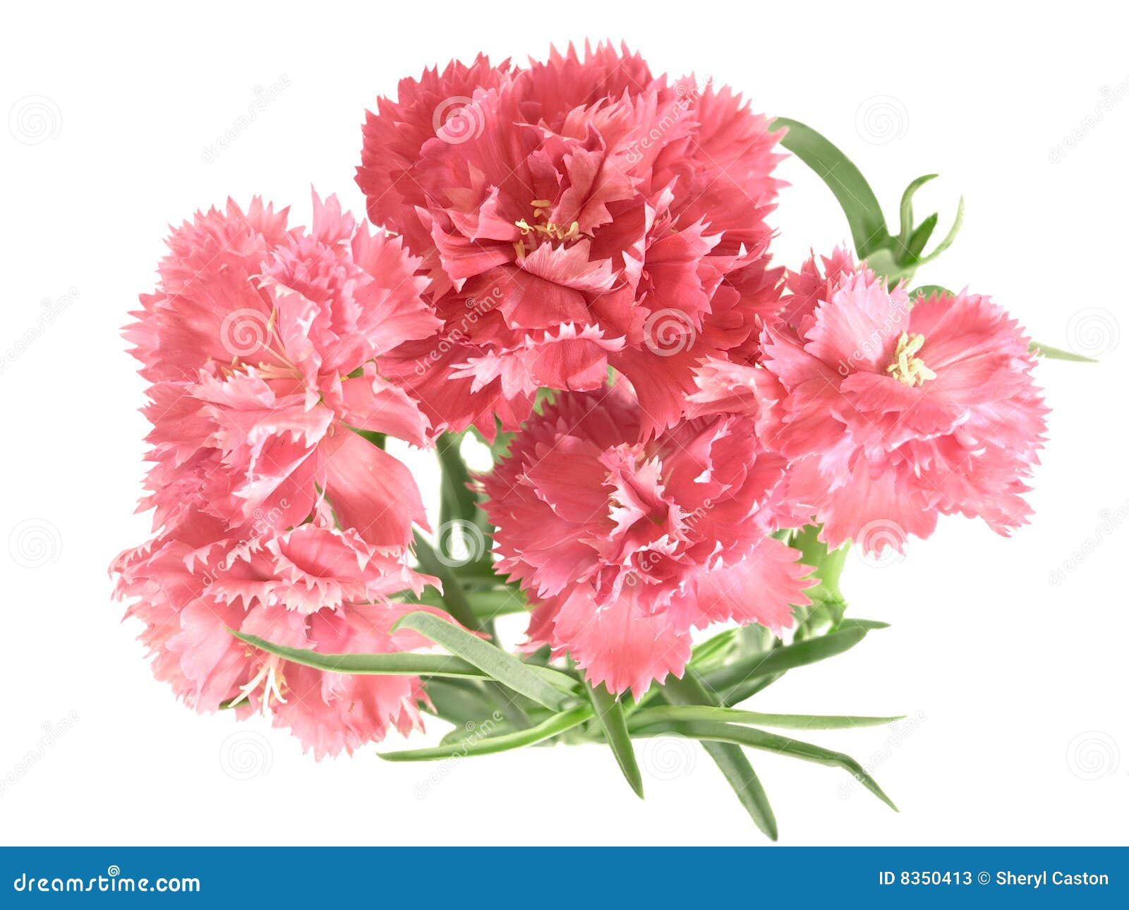 Posy Del Fiore Dei Garofani Immagine Stock - Immagine di sfondo, gambo ...