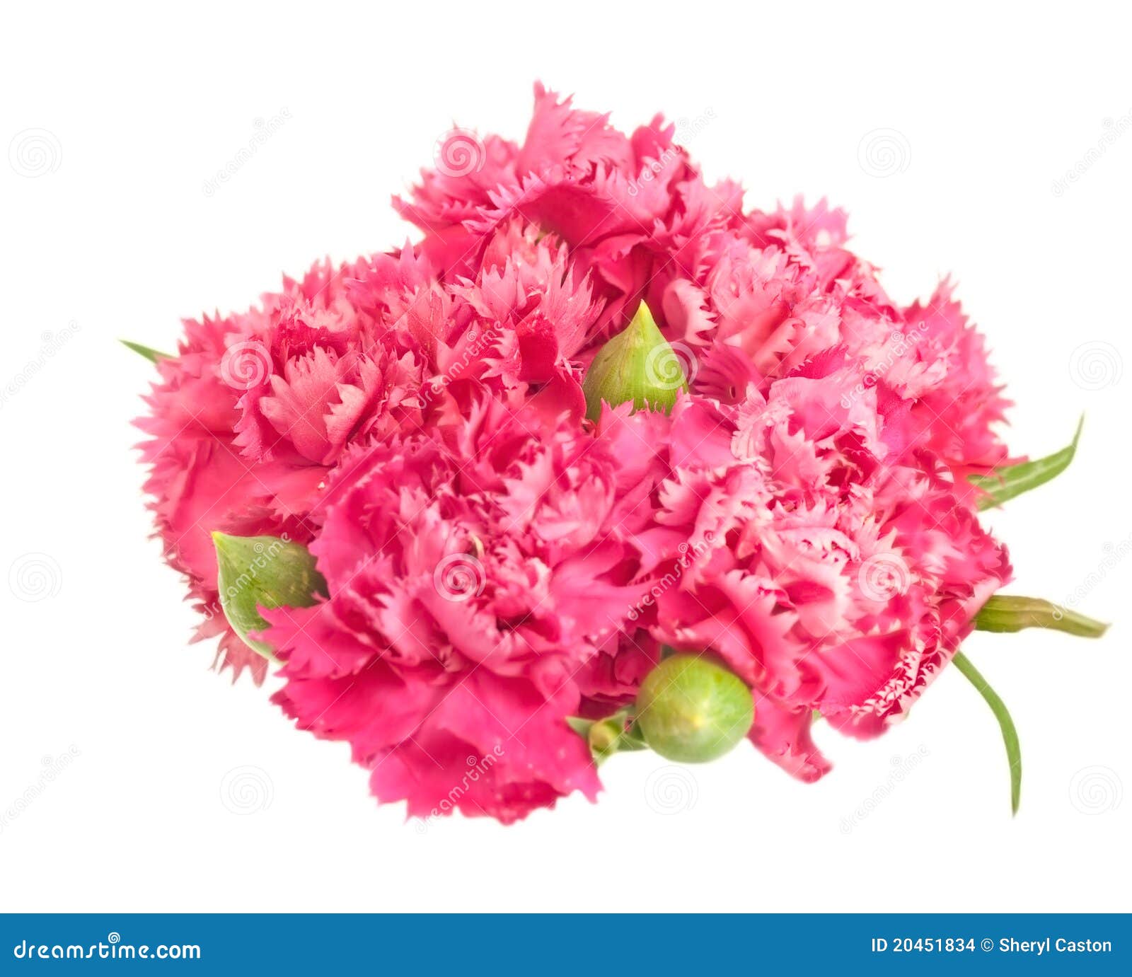 Posy of Pink Carnations Spring Flower Stock Photo - Image of bloom ...