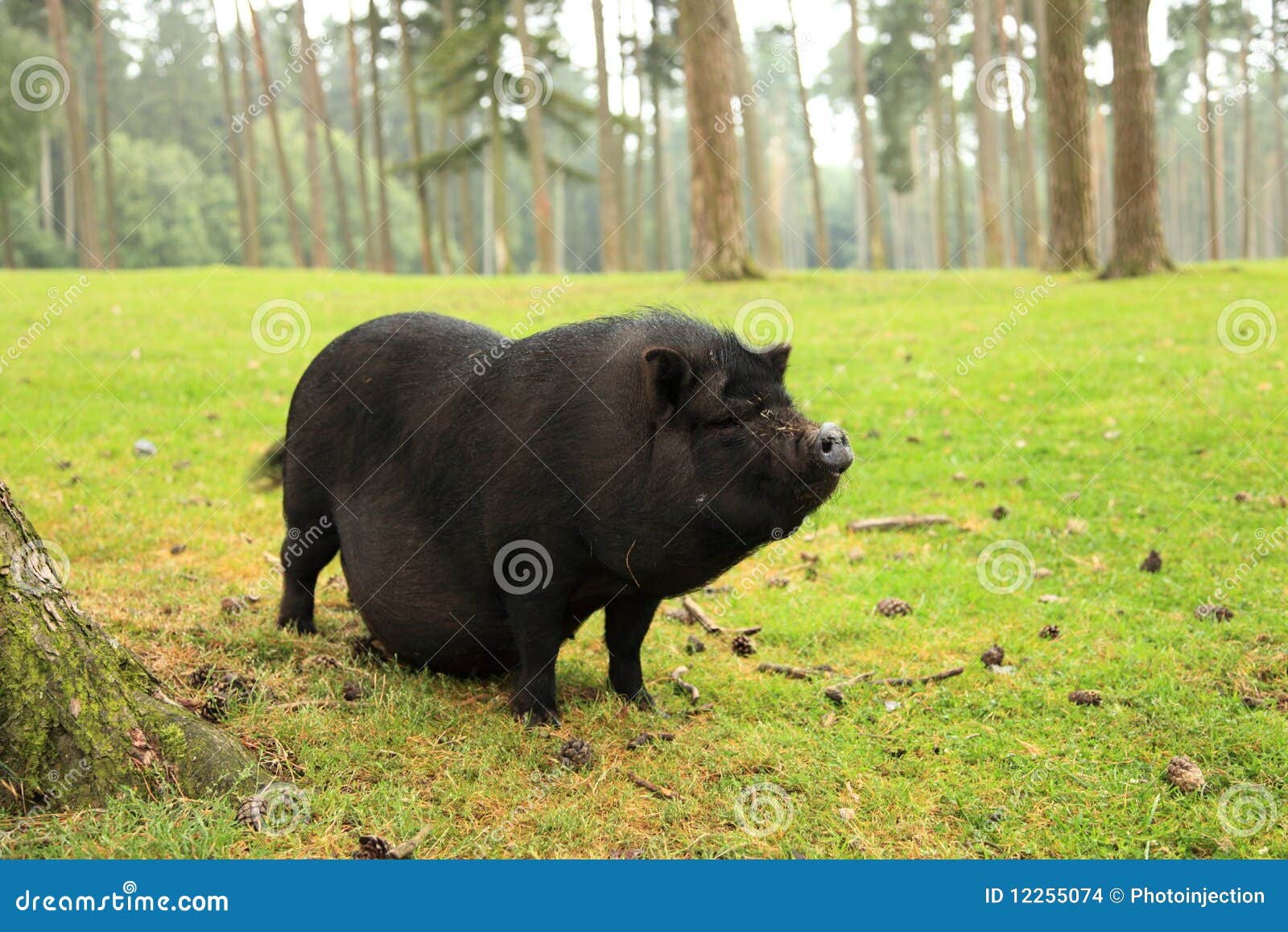 Pot-bellied pig stock photo. Image of animal, black, pretty - 12255074