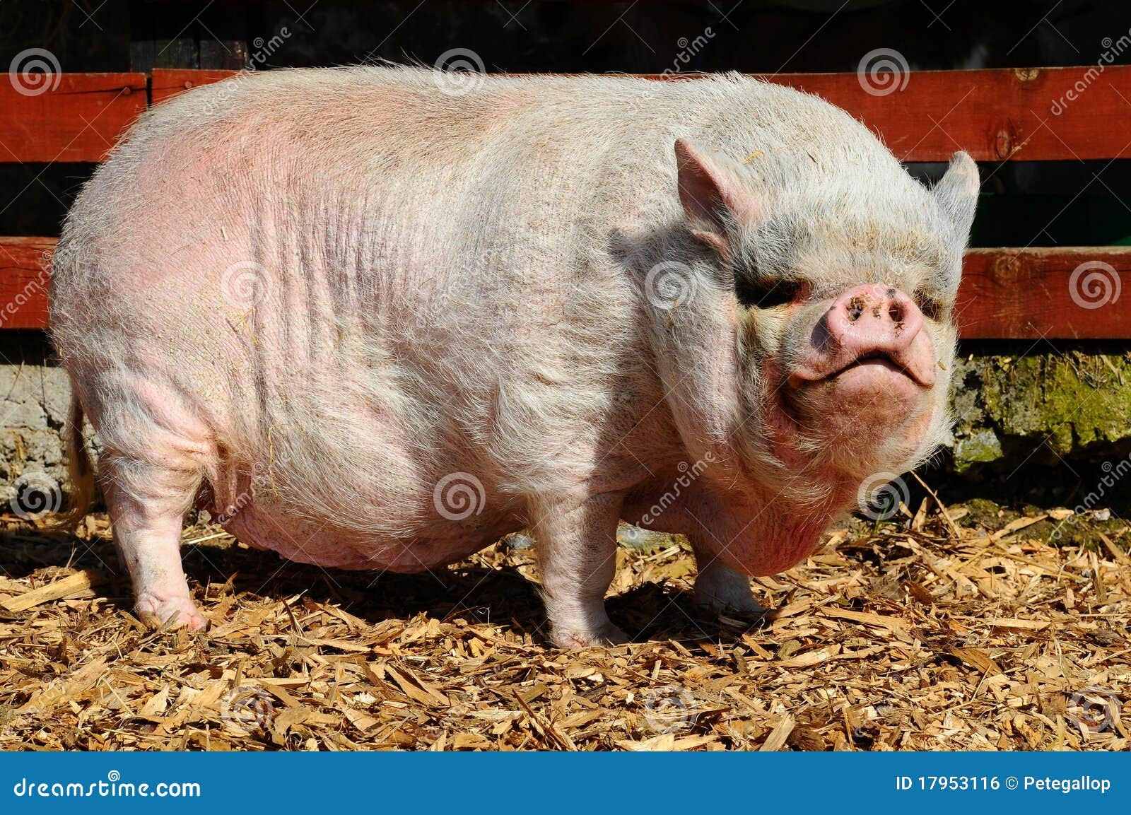 Pot-Bellied Pig Royalty Free Stock Image - Image: 17953116