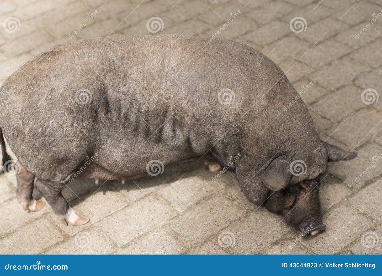 Pot-bellied pig stock image. Image of scrofa, europe - 43044823