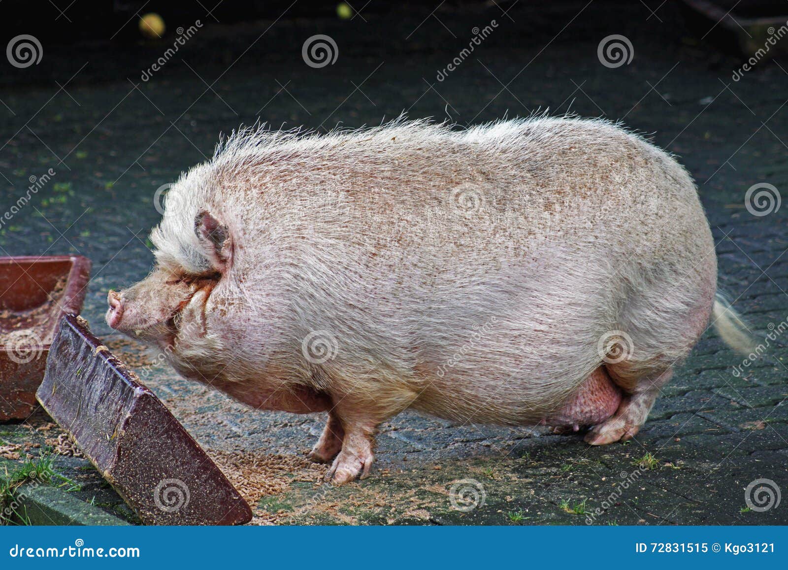 Pot bellied pig stock image. Image of ears, pets, nature - 72831515
