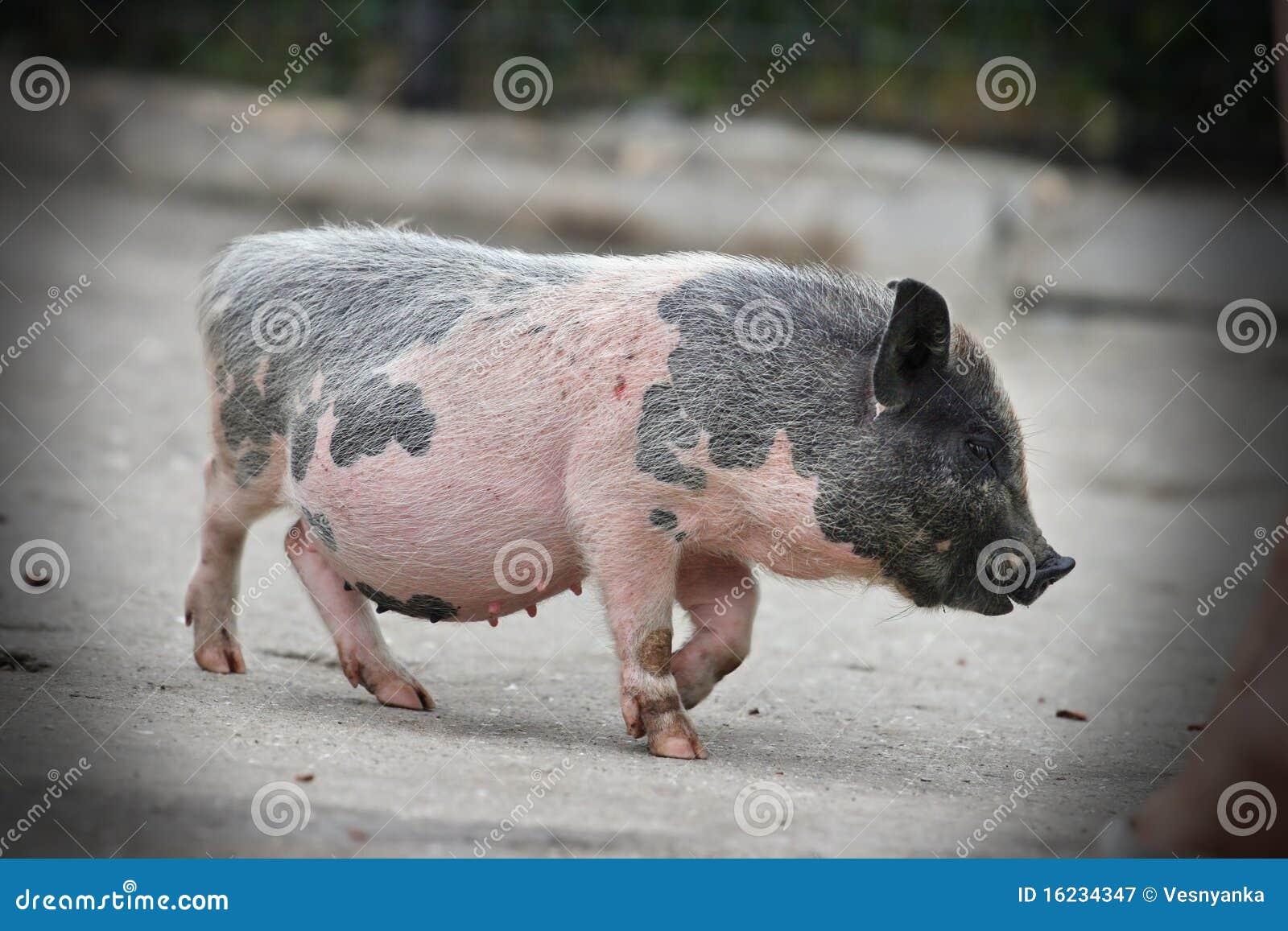 Pot-bellied piglet stock image. Image of cattle, outdoor - 16234347