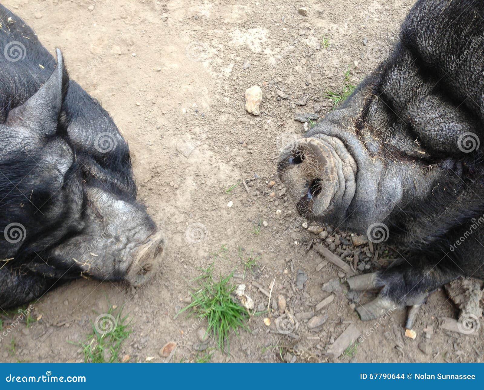 Fat Pot-bellied Pigs And Agri-tourism For Kids Royalty-Free Stock ...