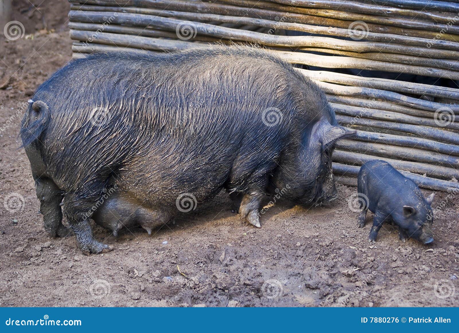Pot-bellied Varken En Zuigeling 02 Stock Foto - Image of beer ...