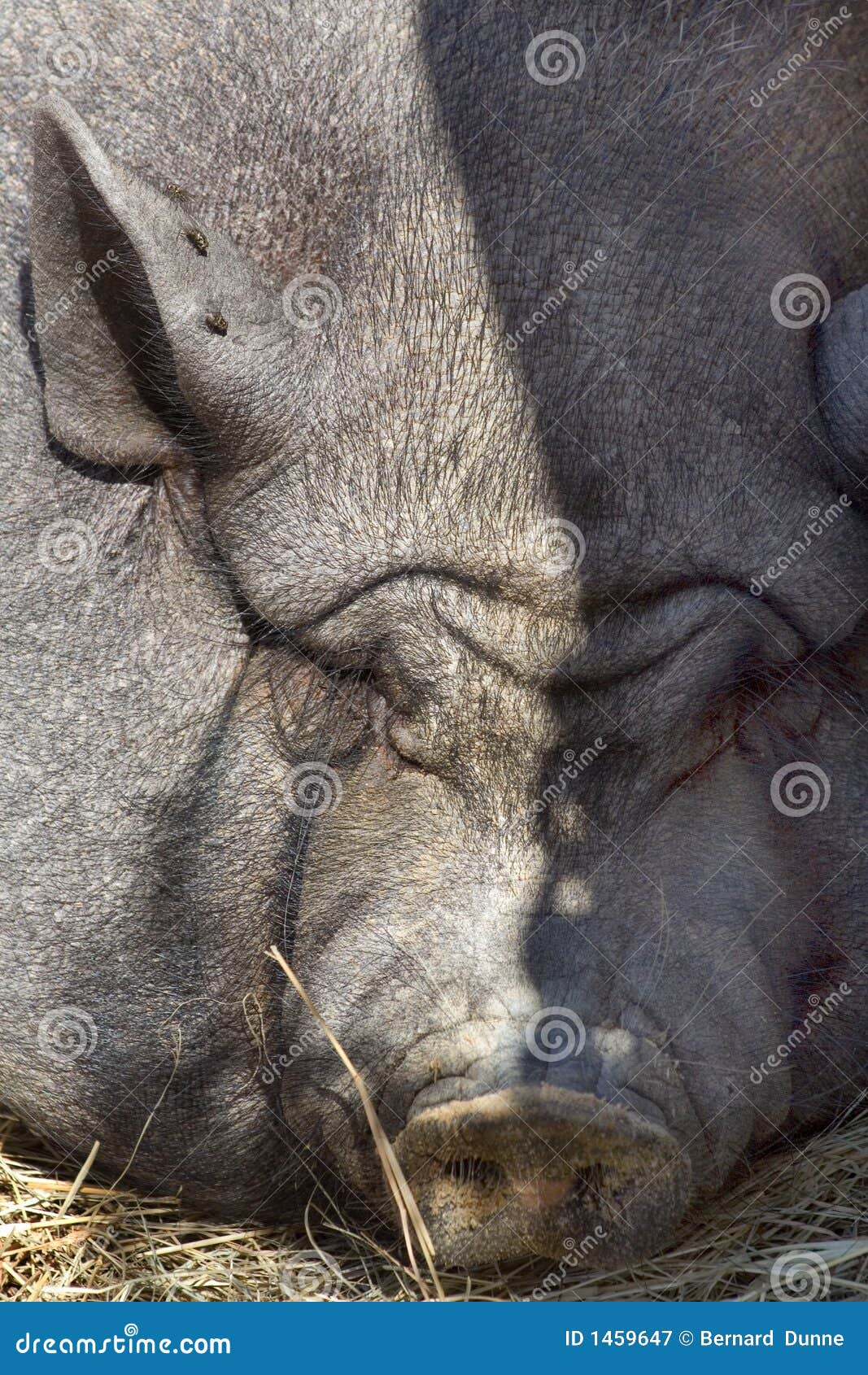 Pot Belly Pig Face... Funny! Stock Image - Image of portrait, shot: 1459647