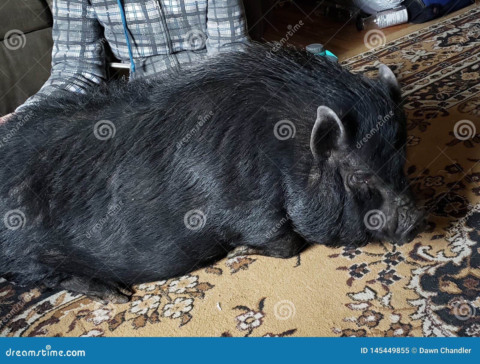 Pot Belly Pig stock image. Image of house, belly - 145449855
