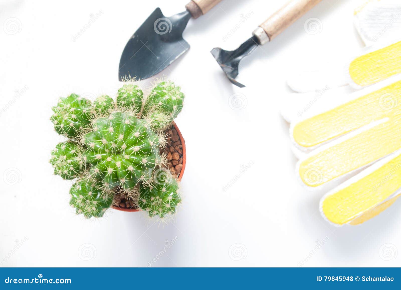 Pot of Cactus and Garden Tools Isolated on White Background Stock Photo ...