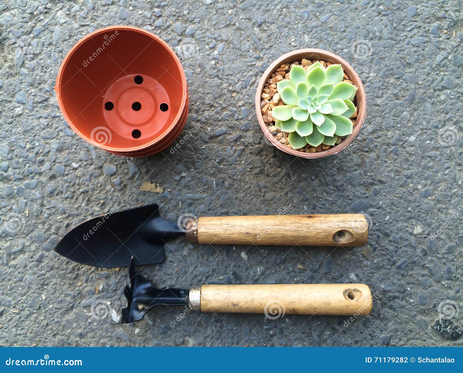 A Pot of Cactus and Gardening Tools Stock Photo - Image of cactus ...