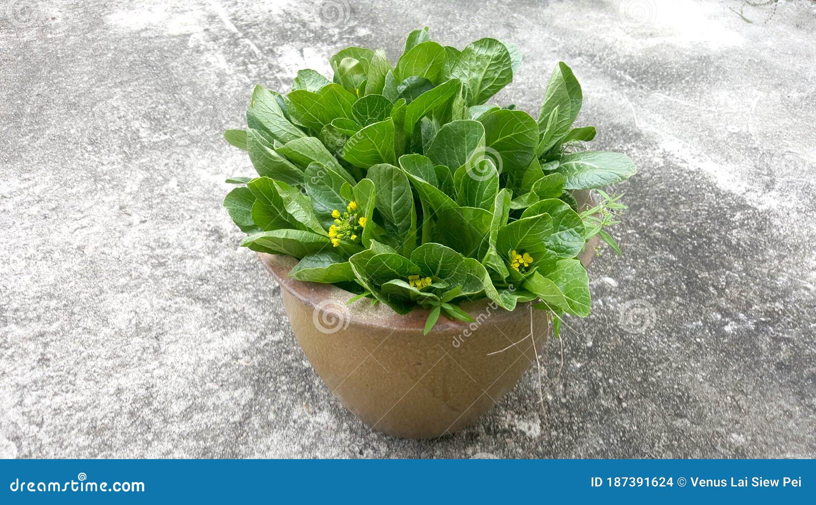 A pot of choy sum stock photo. Image of hong, choy, kong - 187391624
