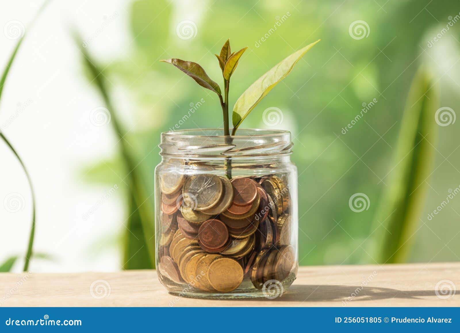 Pot with Coins and Young Plant Stock Image - Image of growth, economy ...