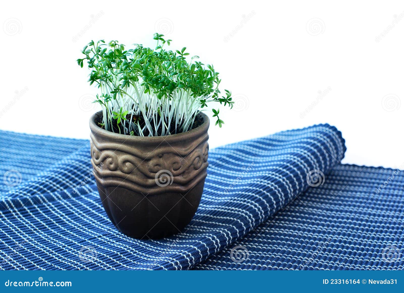 Pot with cress stock photo. Image of cultivated, cress - 23316164
