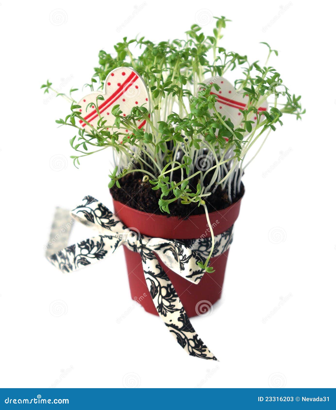 Pot with cress stock image. Image of cultivated, ingredient - 23316203