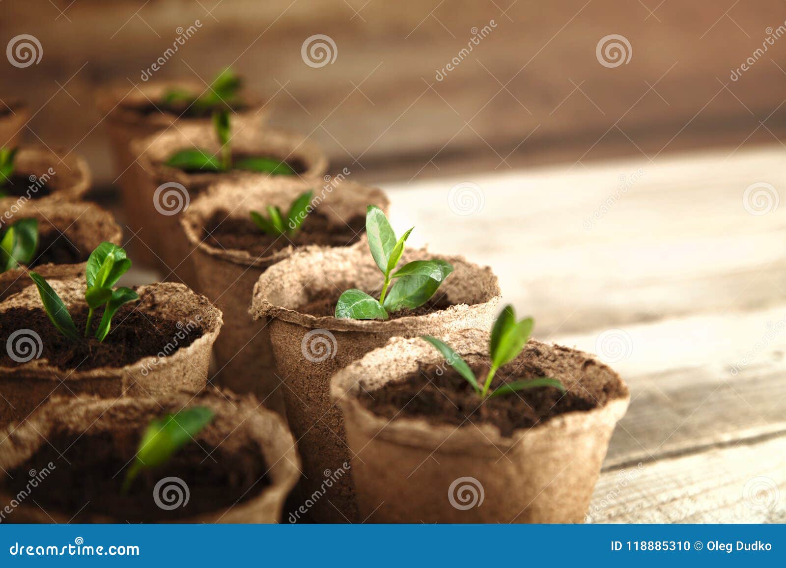 Pot stock photo. Image of botany, flowerpot, growth - 118885310