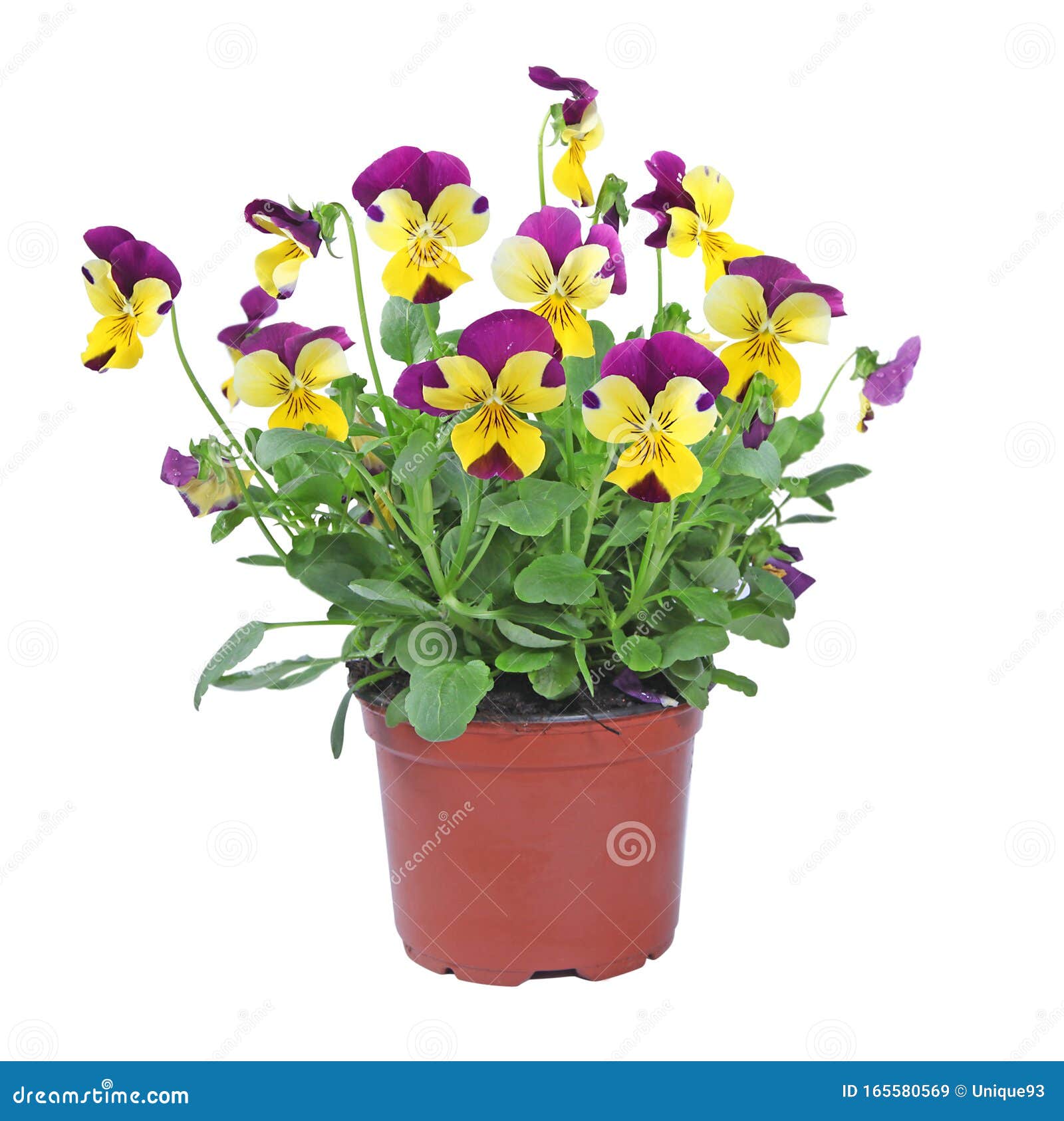 Pot de viola cornuta stock image. Image of bloom, jardin - 165580569