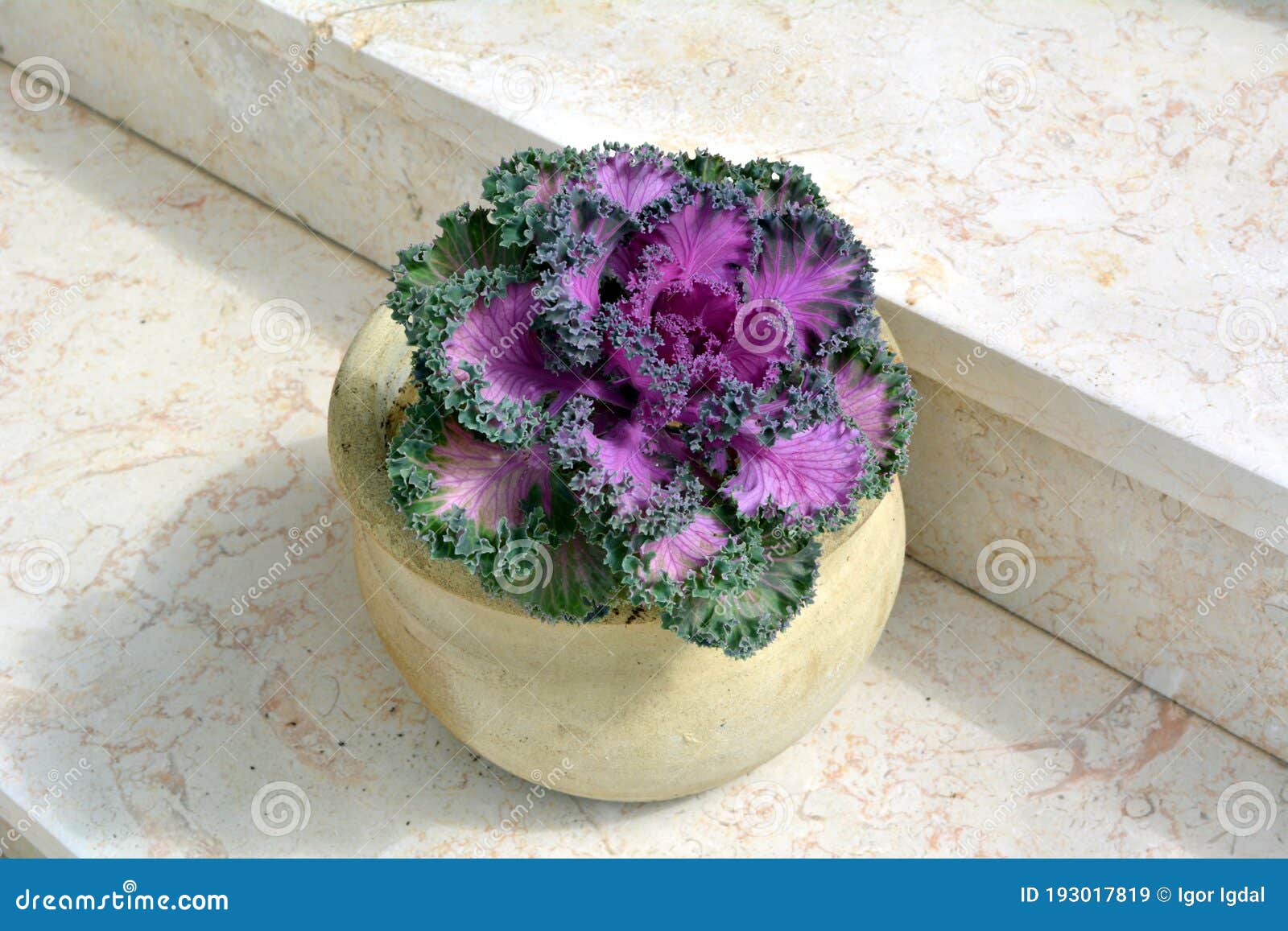 Pot with Decorative Cabbage - Lilac Leaves in a Green Lace Frame Stock ...