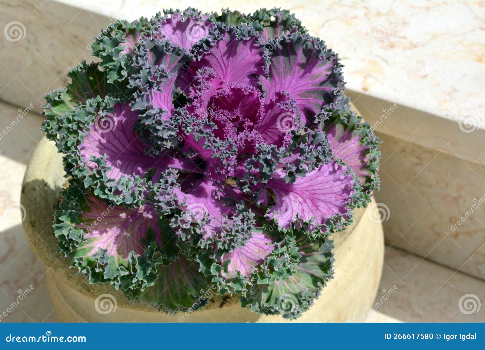 Pot with Decorative Cabbage - Lilac Leaves in a Green Lace Frame Stock ...