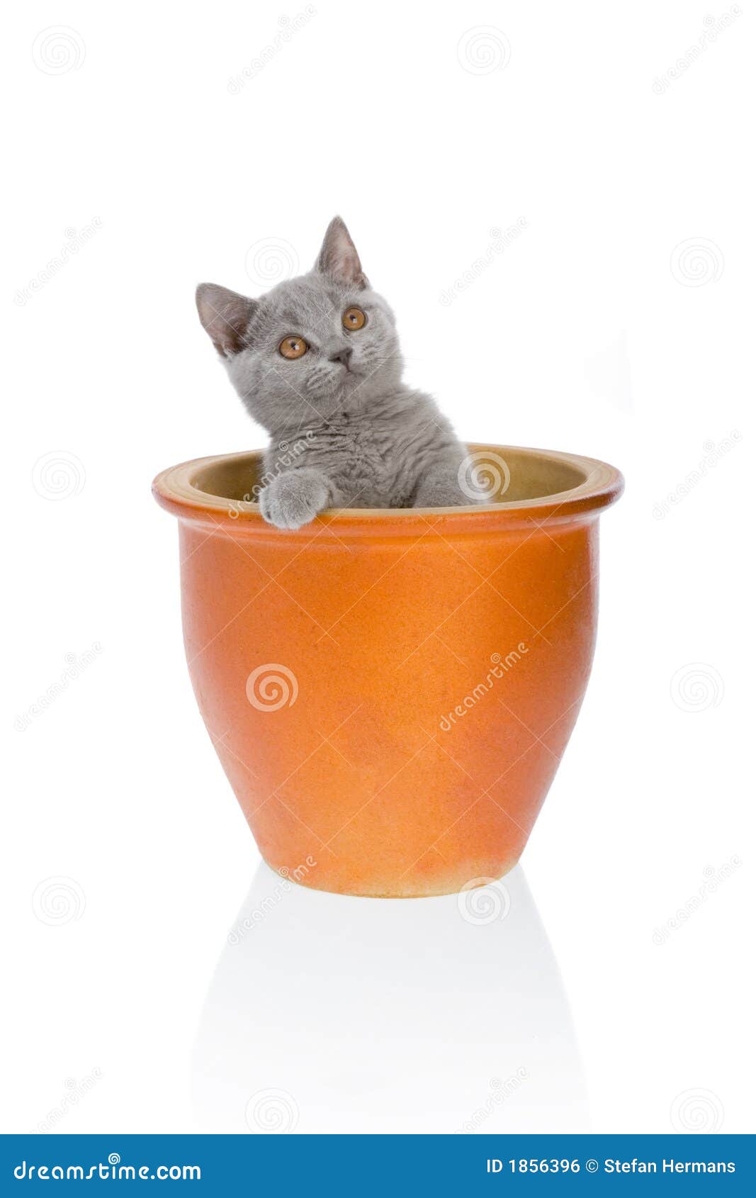 Pot in een bloempot 2 stock foto. Image of grappig, zoogdier - 1856396