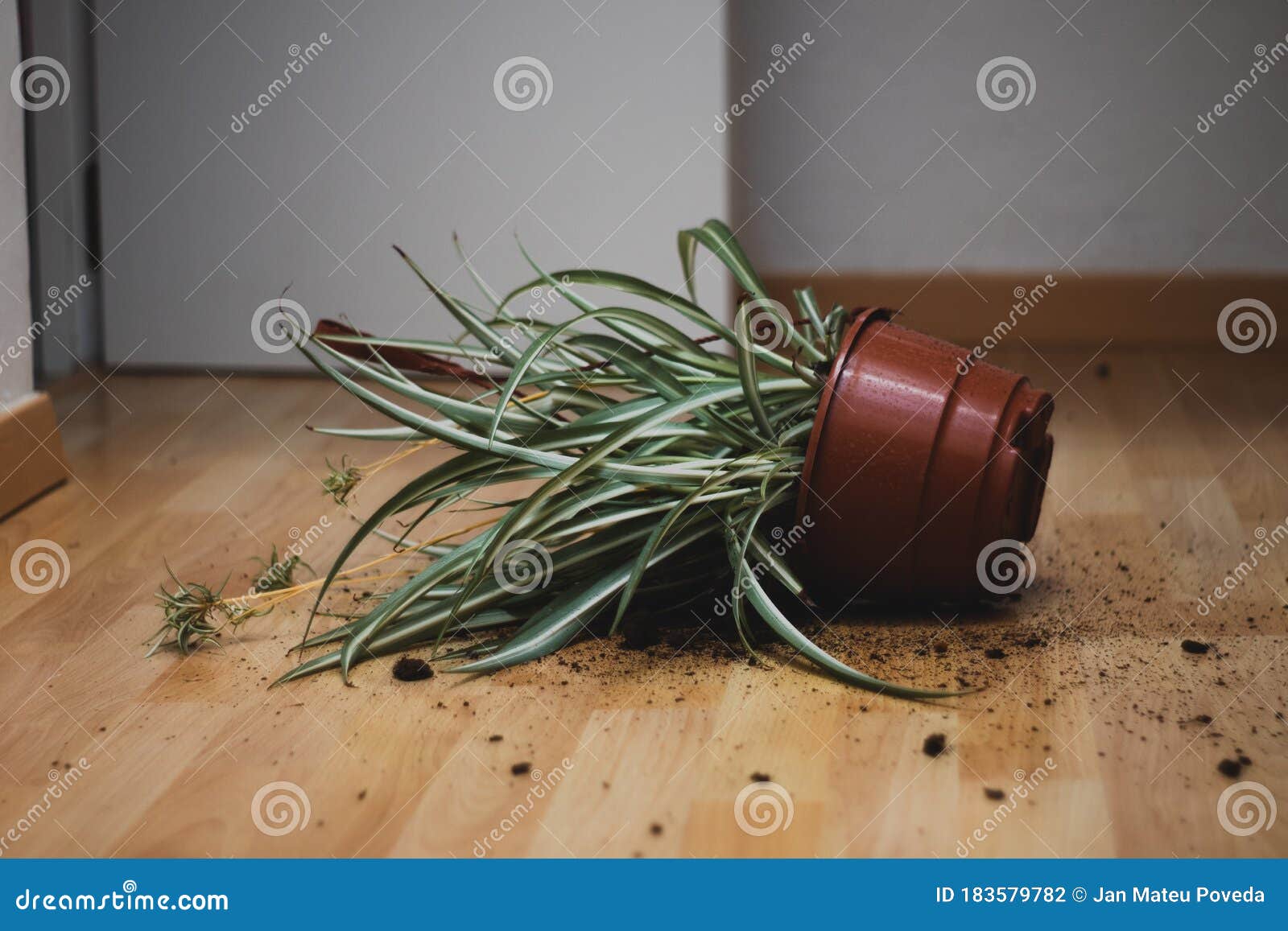 Pot with Fallen Plant on the Floor of the House Stock Photo - Image of ...