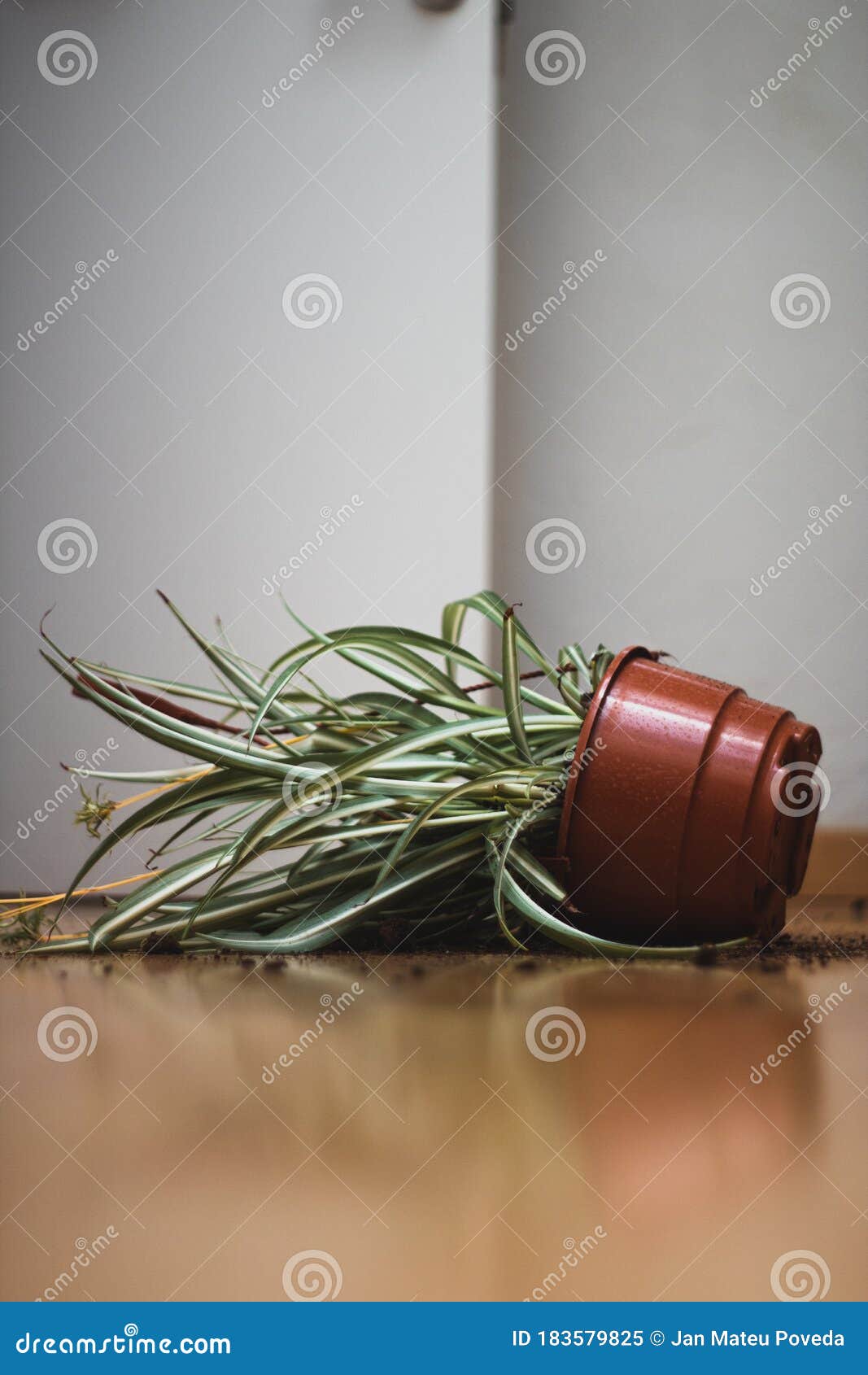 Fallen Pot Plant On Desk. Stock Photography | CartoonDealer.com #71109410