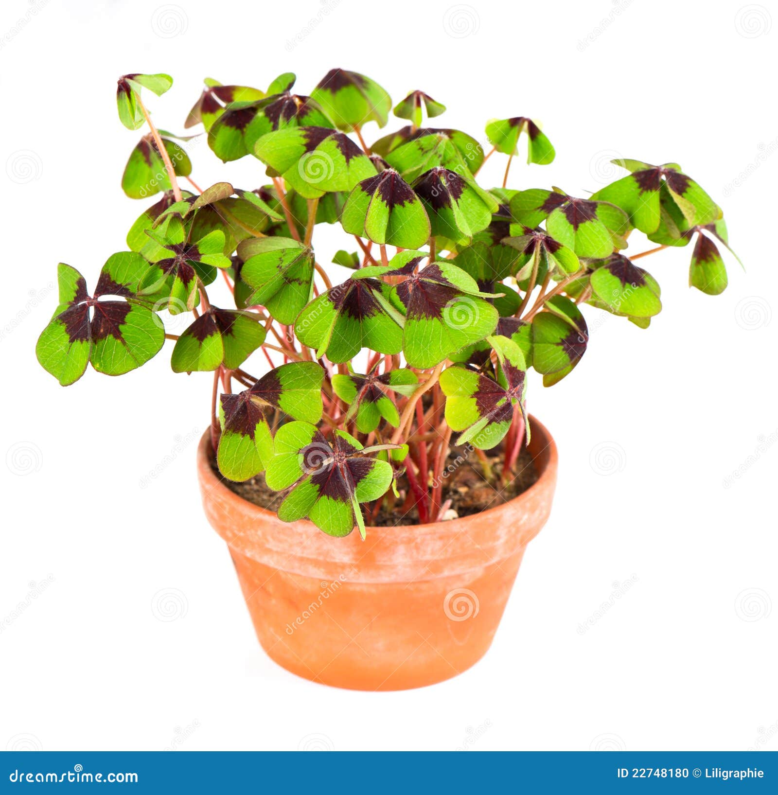 Clover Plant Leaves Royalty-Free Stock Image | CartoonDealer.com #221031454
