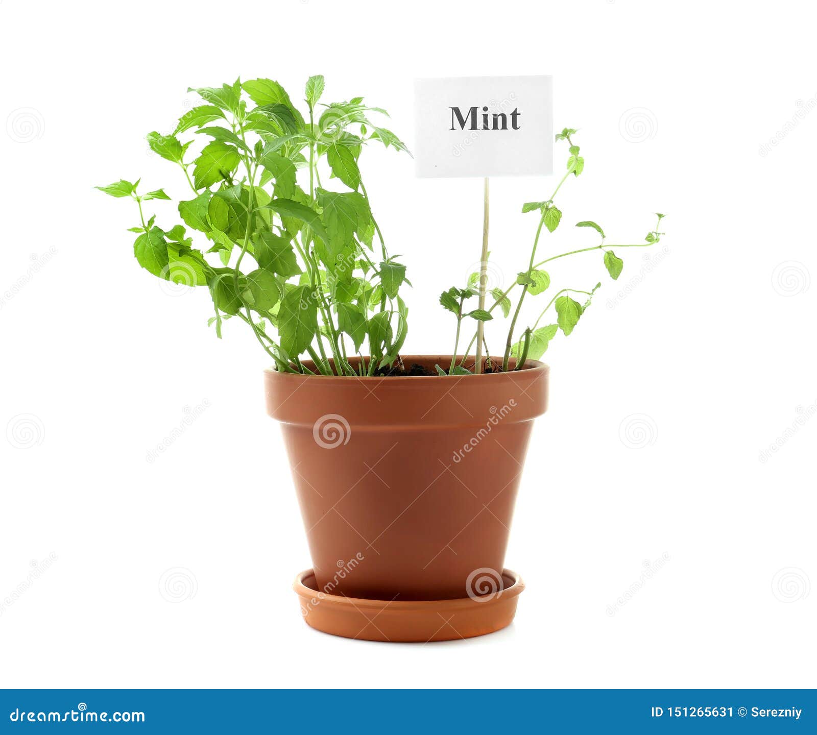 Pot with Fresh Mint on White Background Stock Image - Image of plant ...