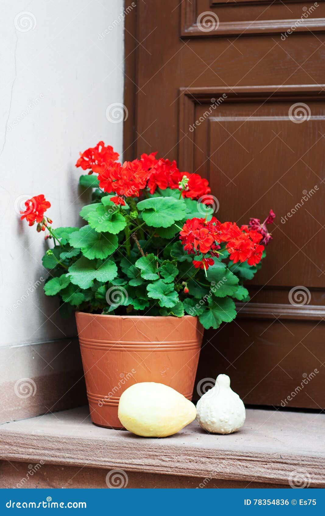 Pot with geranium flowers stock photo. Image of facade - 78354836