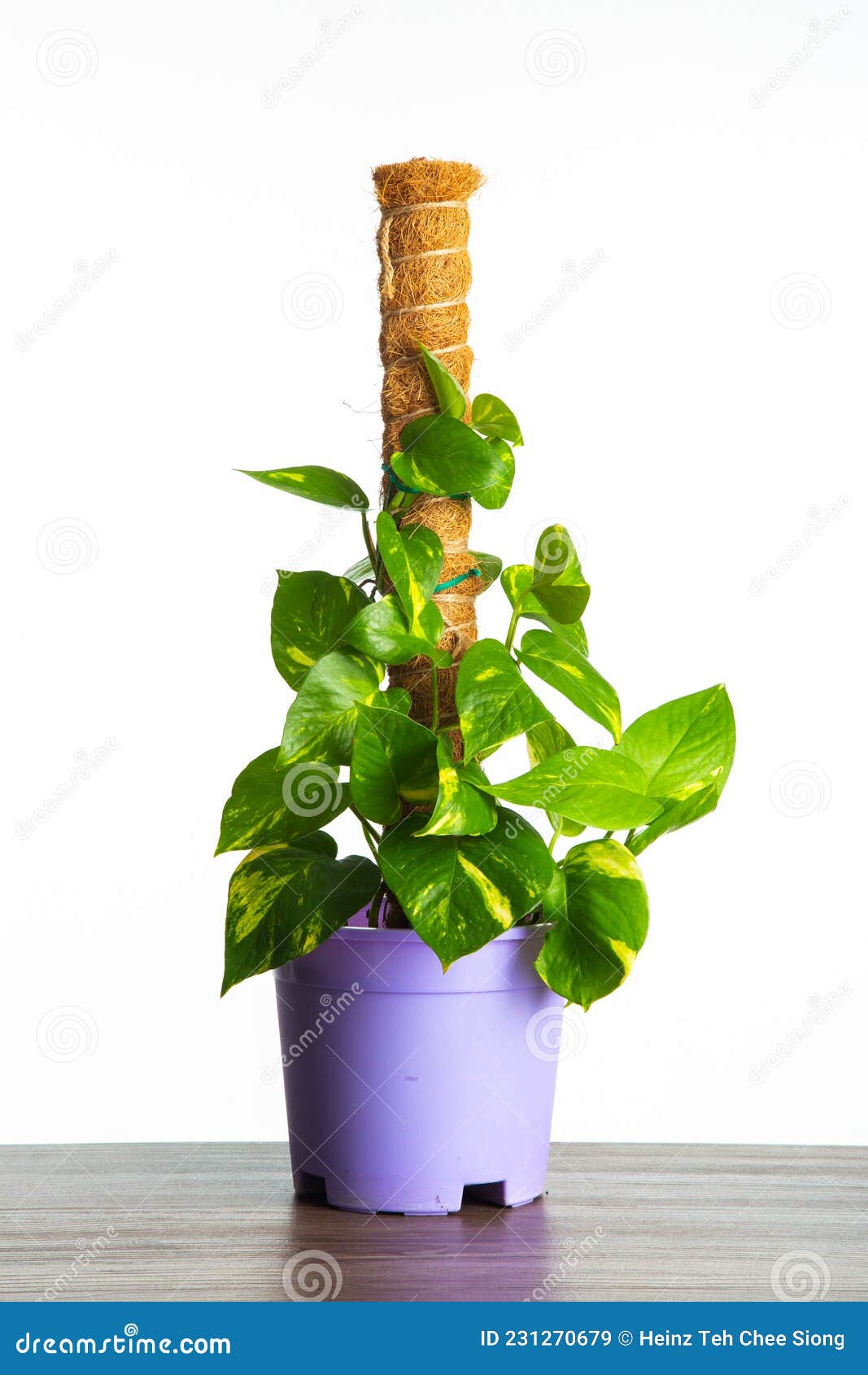 A Pot of Golden Pothos Plant Stock Image - Image of background, natural ...