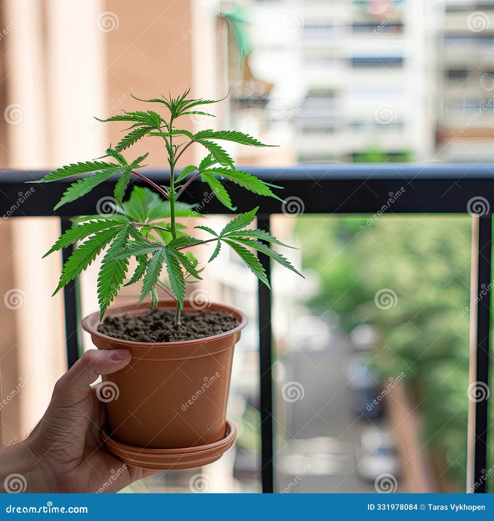 Pot with Hemp in Hand on Balcony at Home Stock Photo - Image of brown ...