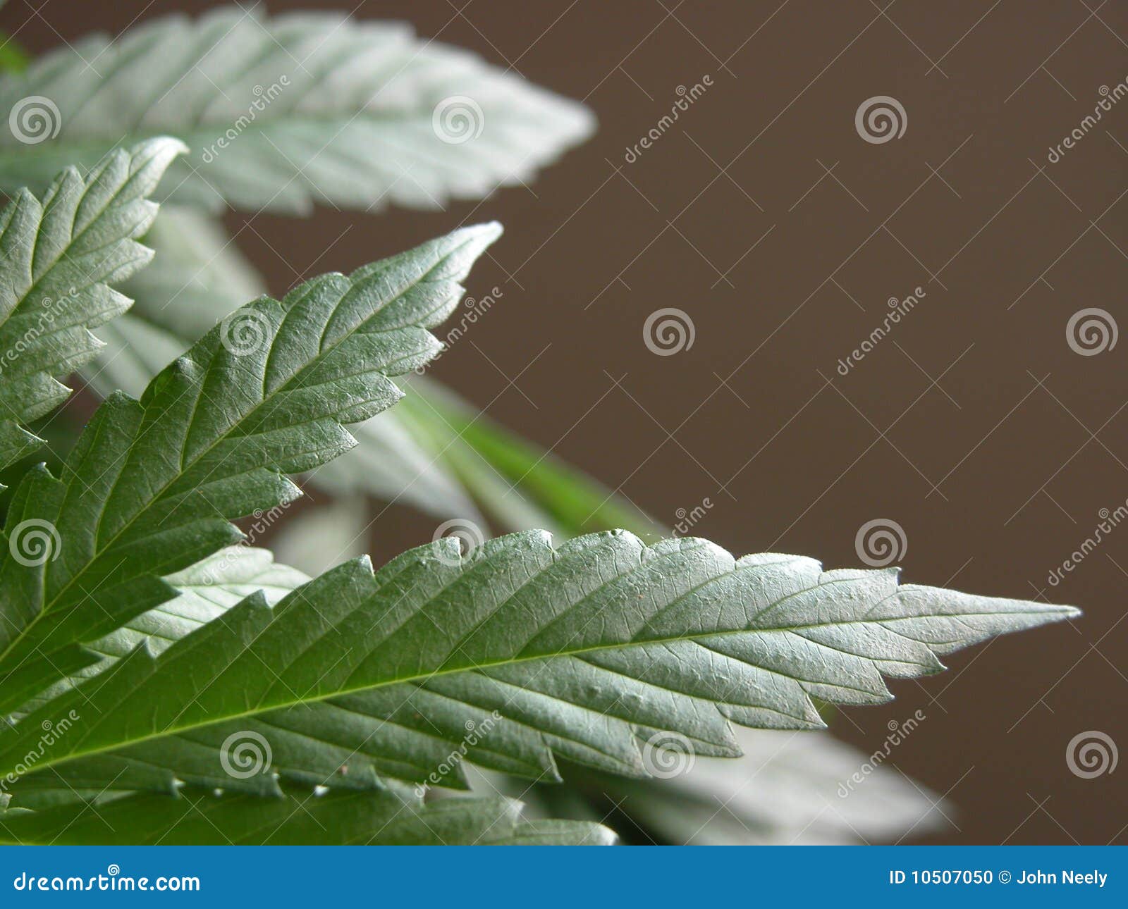 Pot Leaves stock photo. Image of leaves, dope, green - 10507050