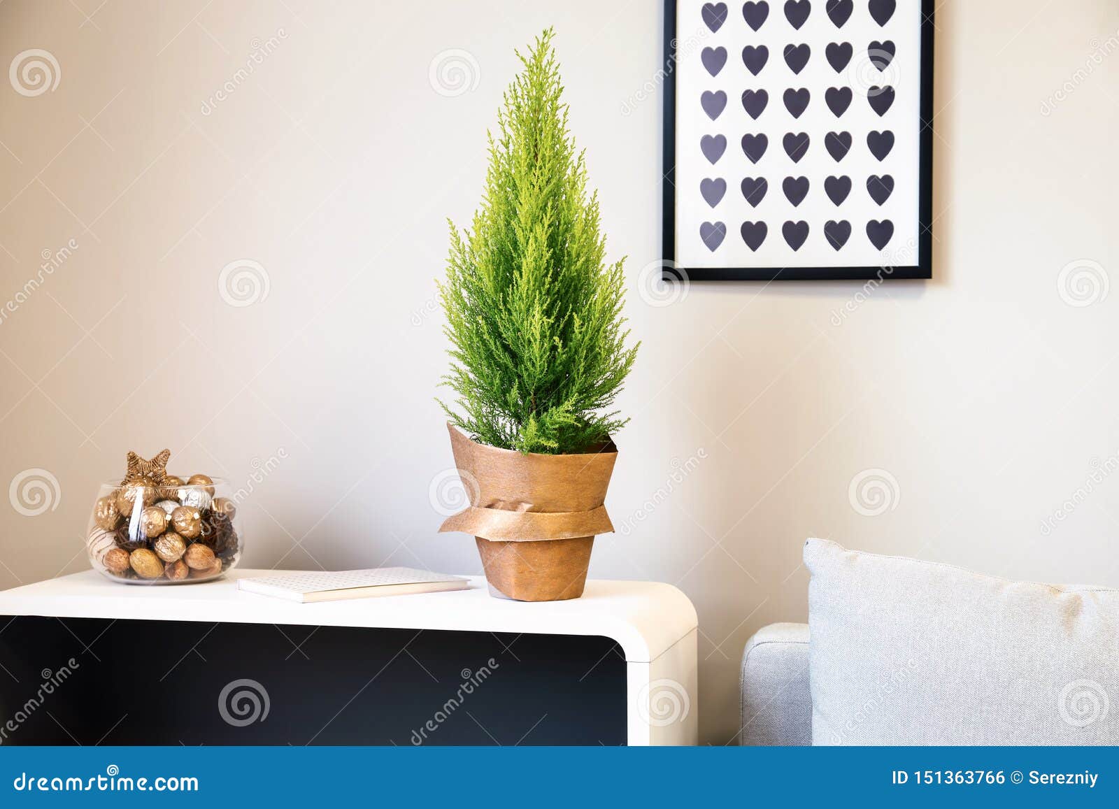 Pot with Lemon Cypress Tree on Stand in Room Stock Photo - Image of ...