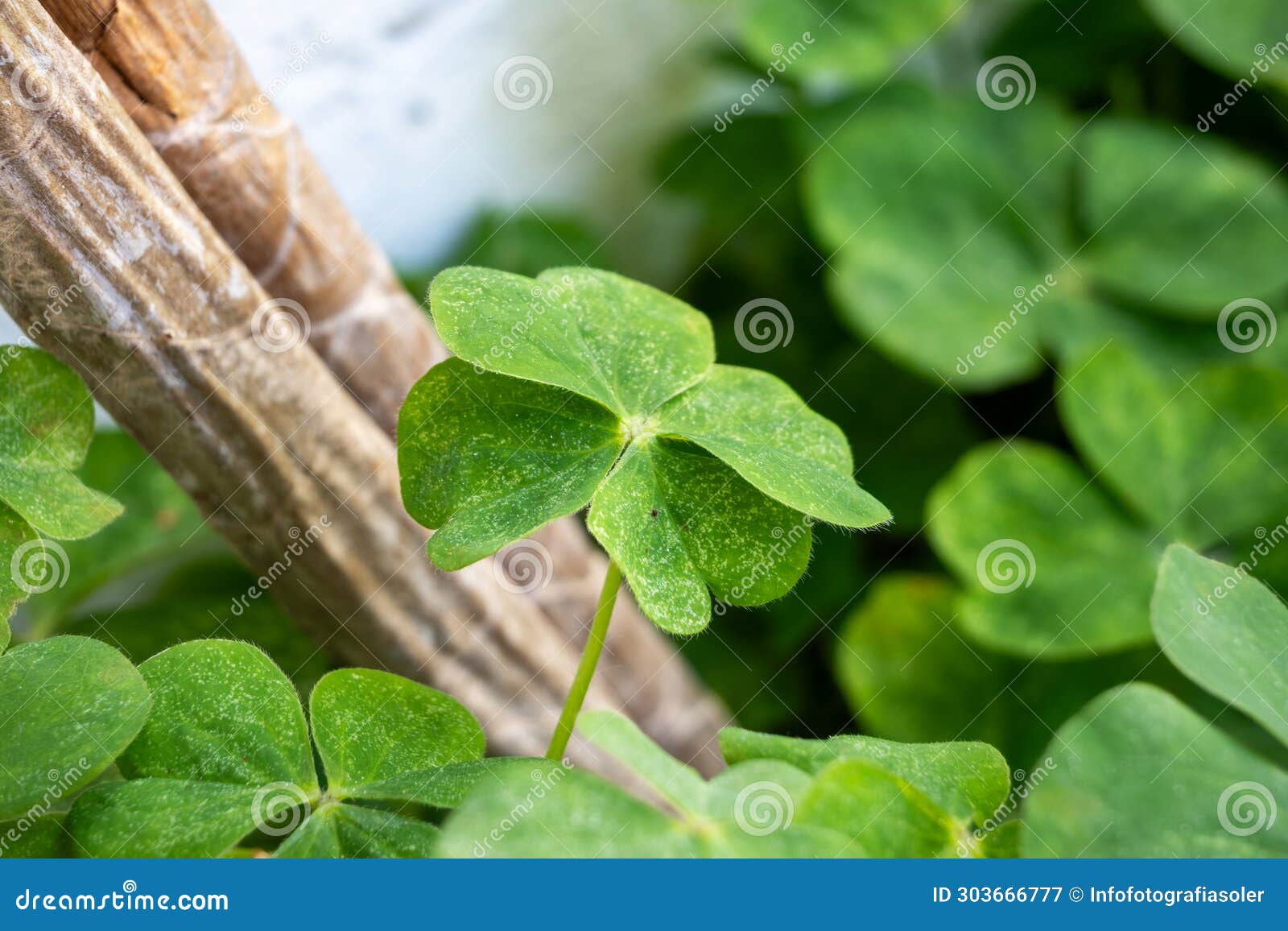 Pot with lucky clovers stock image. Image of nature - 303666777