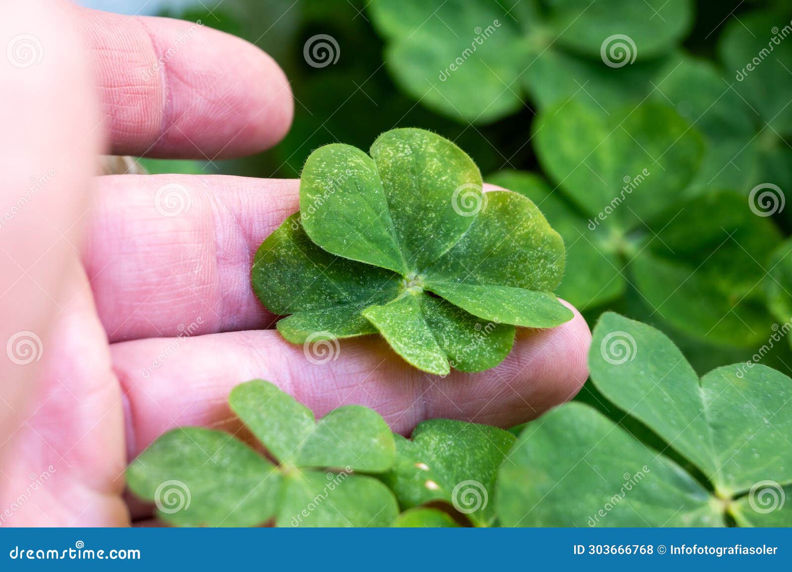 Pot with lucky clovers stock photo. Image of plant, nature - 303666768