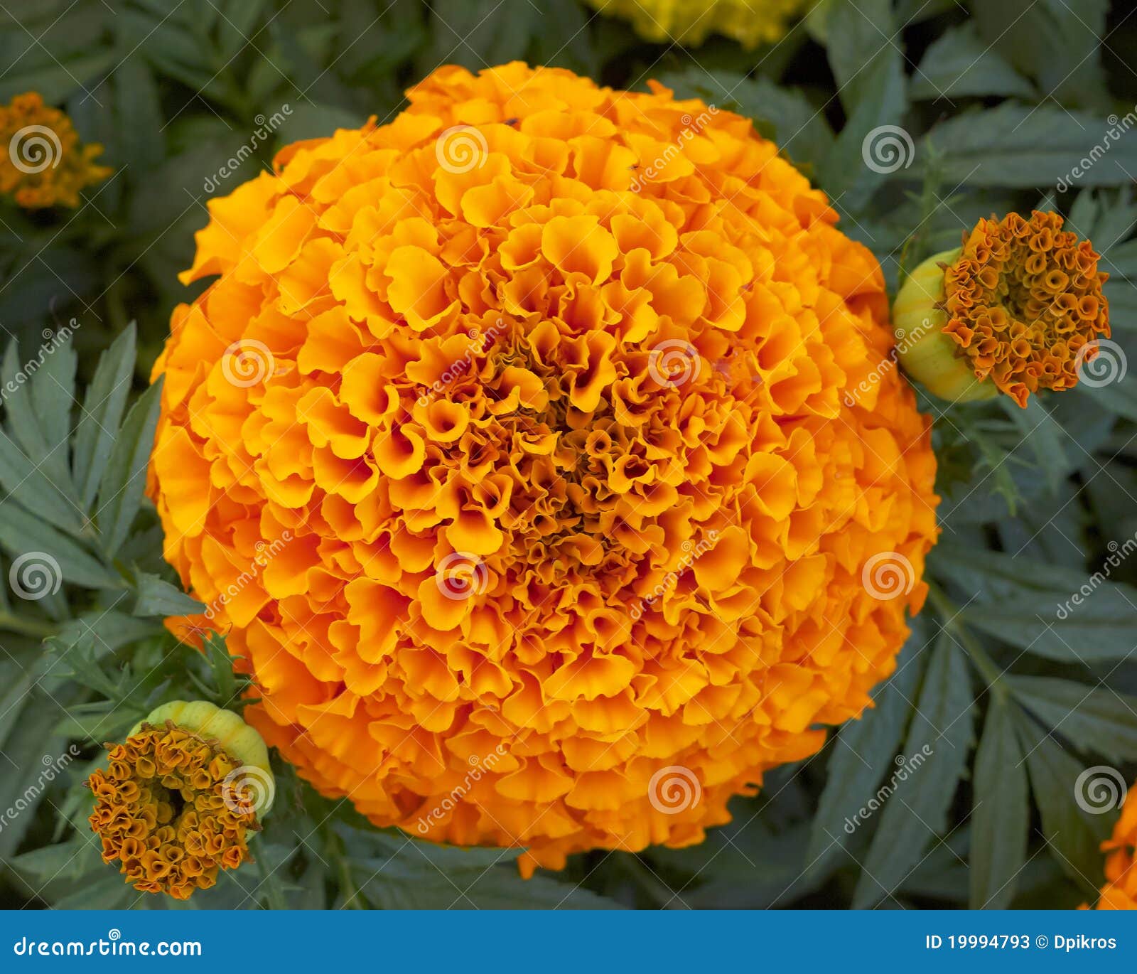 Pot marigold flower stock image. Image of natural, outdoors - 19994793