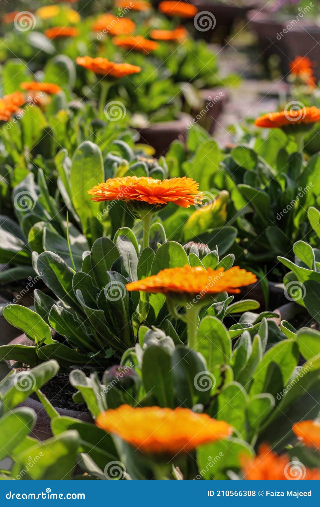 Pot Marigold a Species of Daisy, Also Known As Common Marigold Stock ...