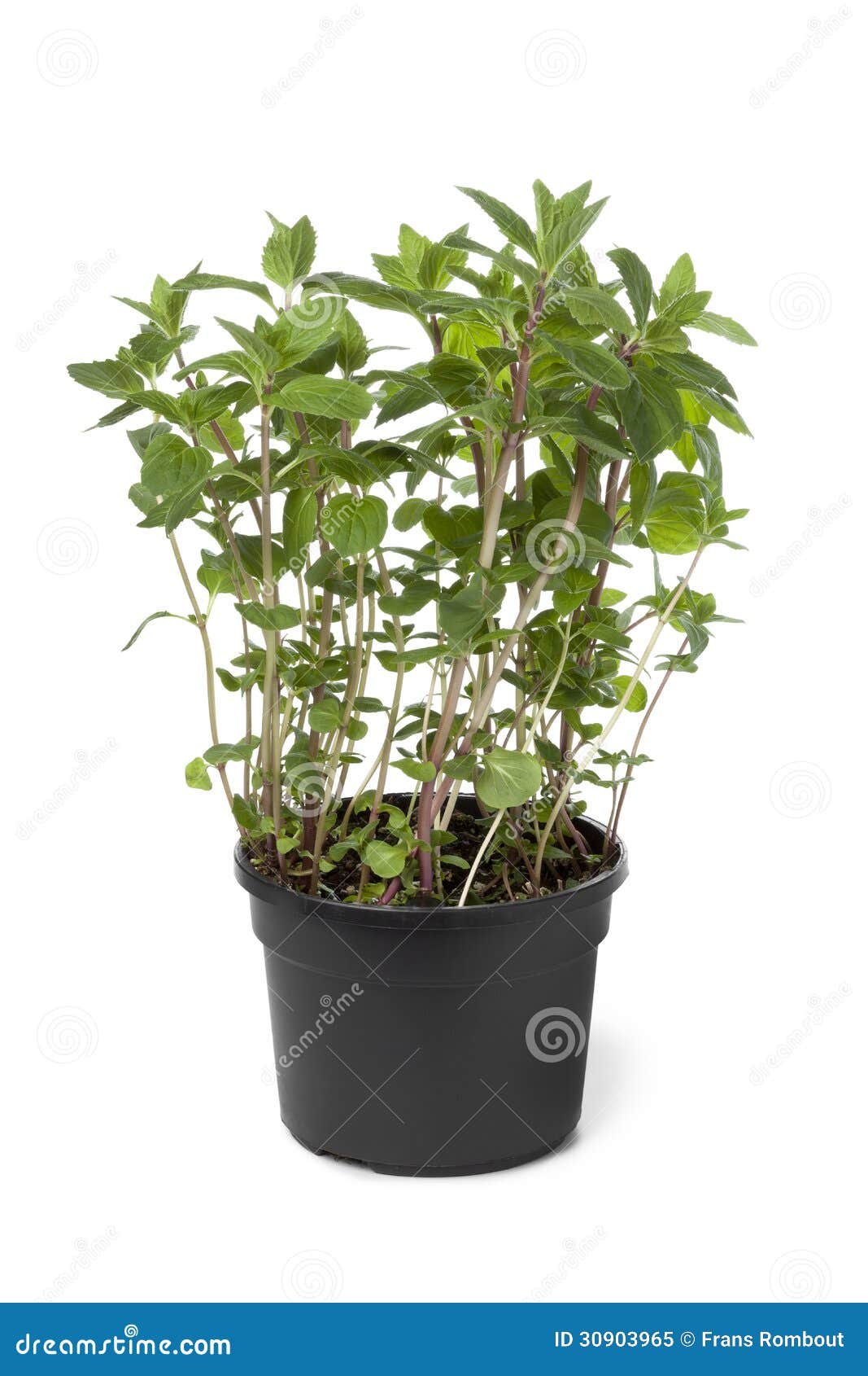 Pot Met Gember-munt Installatie Stock Afbeelding - Image of vers ...