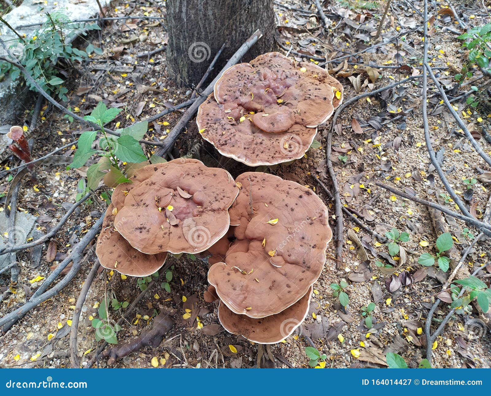 Pot Nature Article Harmless Ancient,source Stock Image - Image of ...