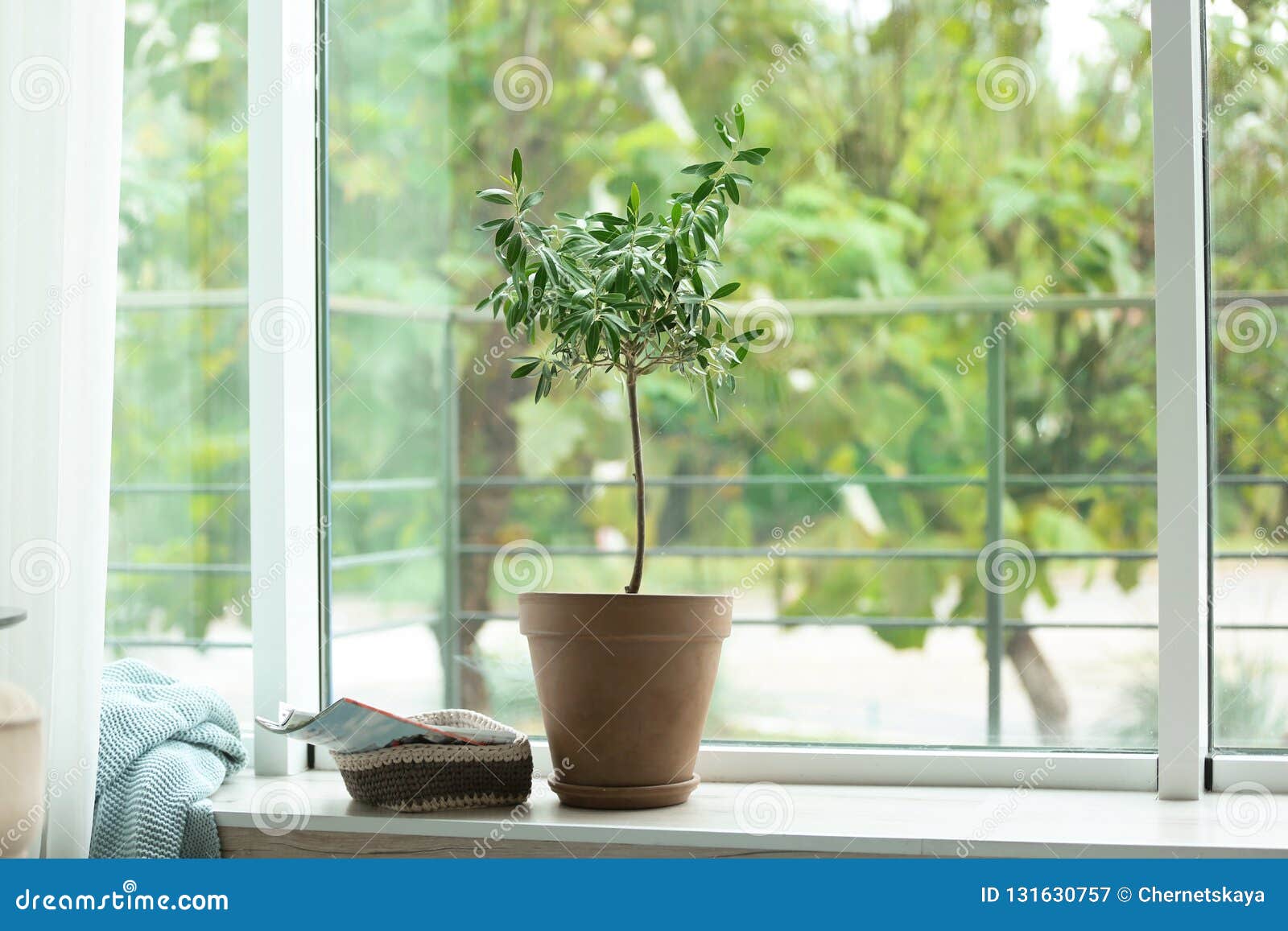 Pot with Olive Tree on Window Sill Stock Image - Image of decoration ...