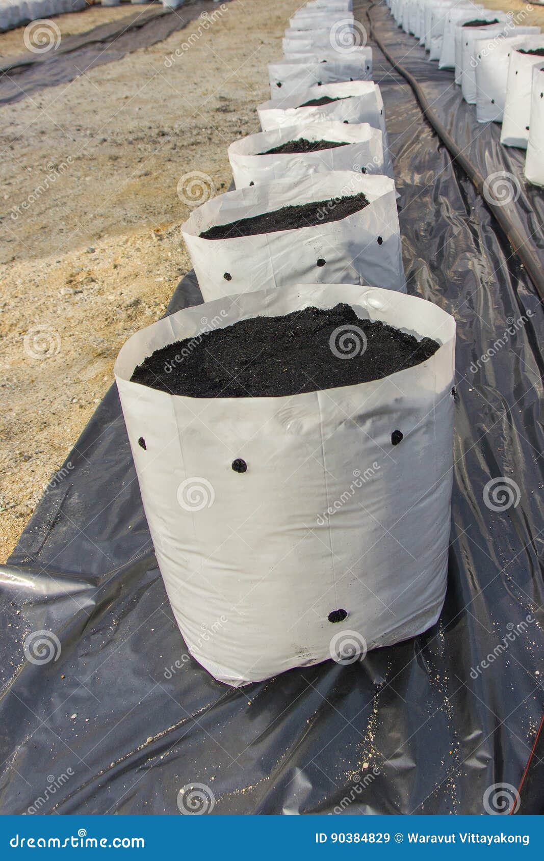 Pot paper white stock image. Image of house, nature, floral - 90384829