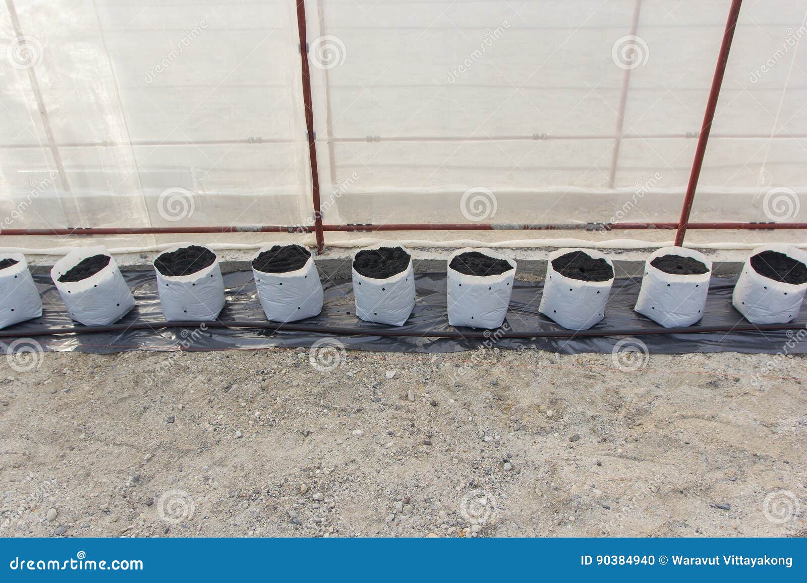 Pot paper white stock photo. Image of paper, flower, dracaena - 90384940