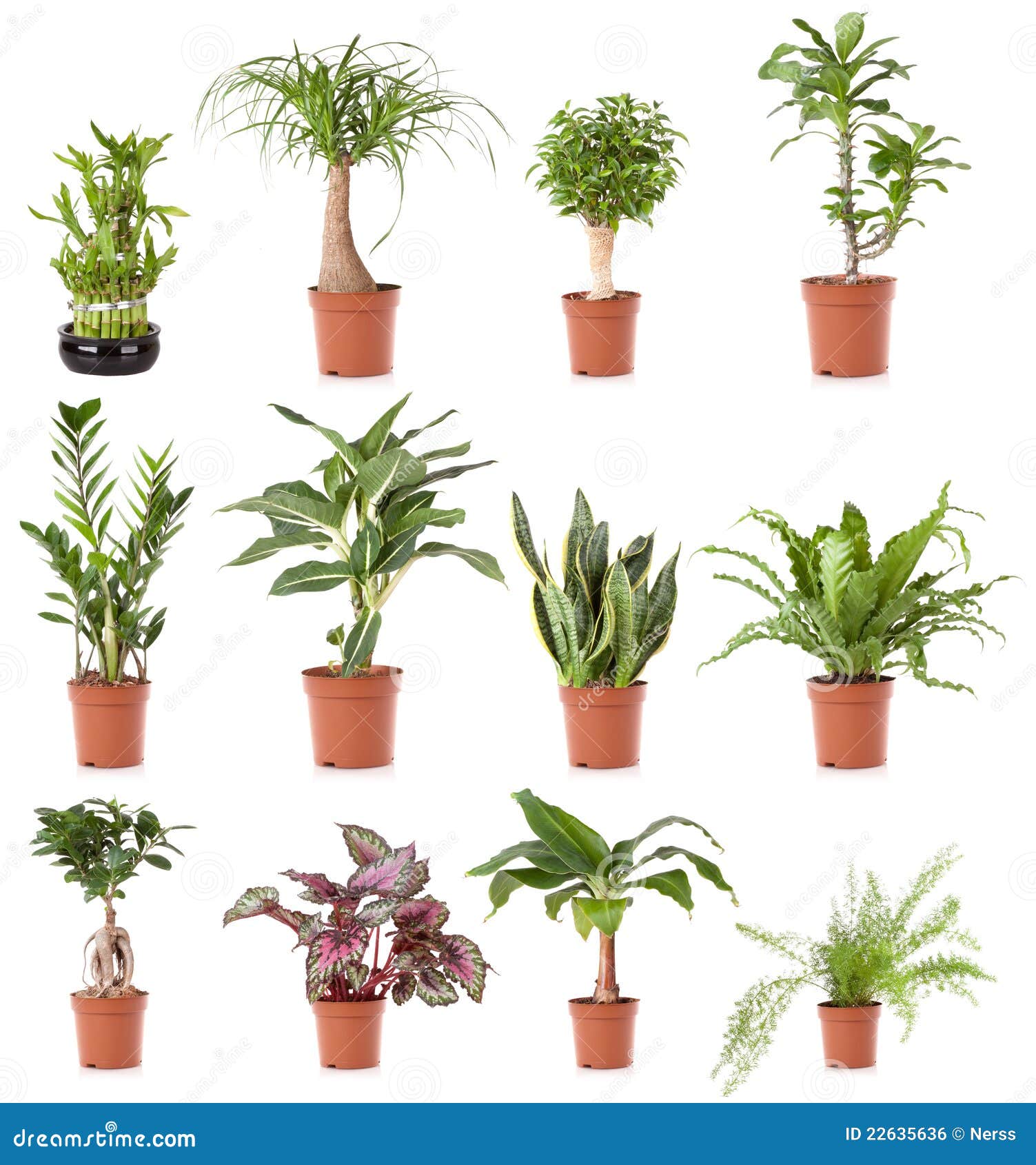 Pot plant house stock photo. Image of environment, blue - 22635636