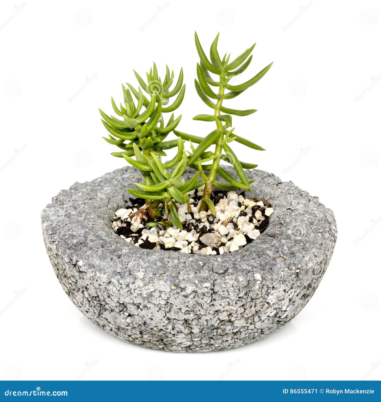Pot Plant Isolated Side View Stock Image - Image of decor, isolated ...