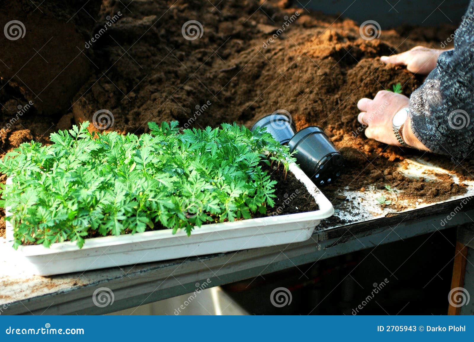 Pot planting stock image. Image of horticulture, flowers - 2705943