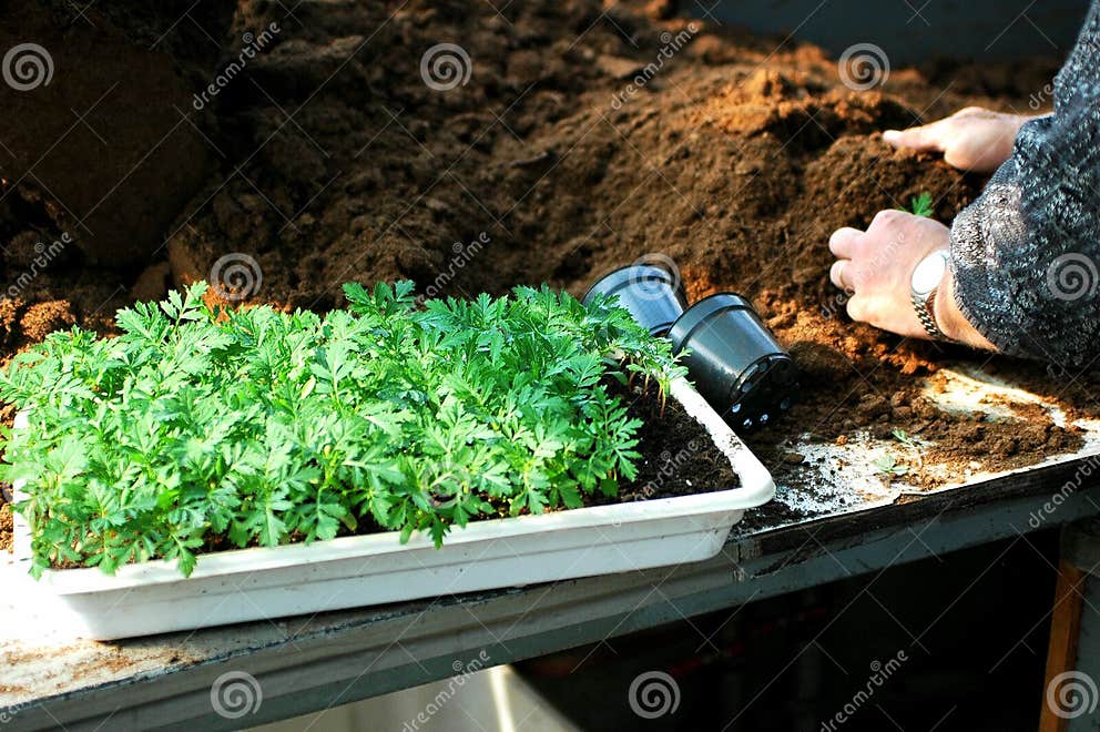 Pot planting stock image. Image of horticulture, flowers - 2705943
