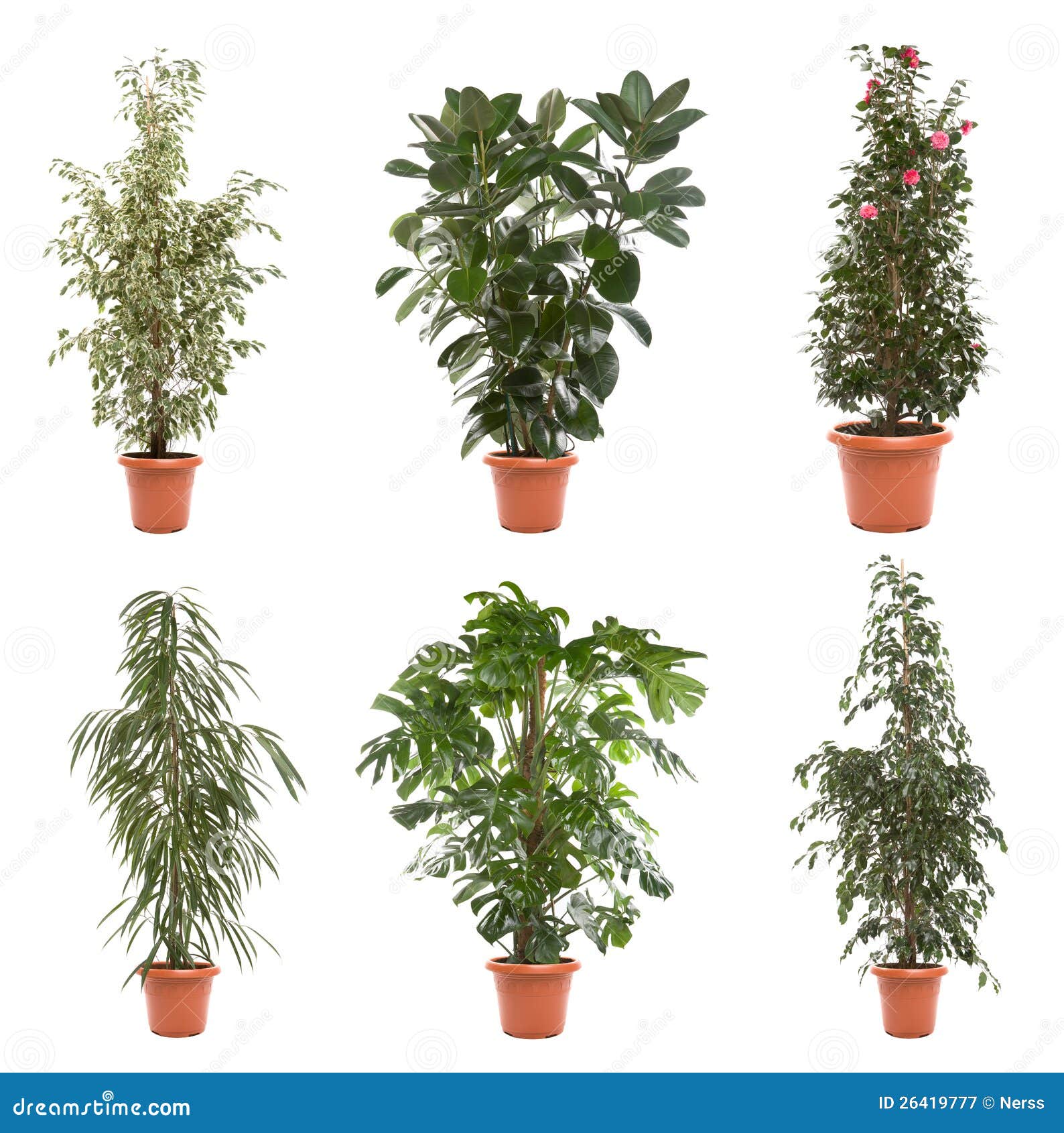 Pot plants stock image. Image of flora, beauty, botany - 26419777