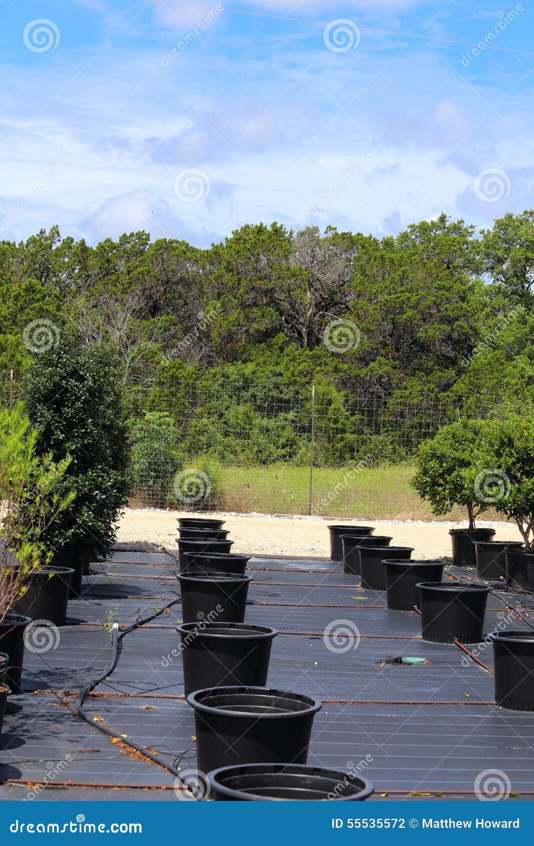 Pot in Pot Nursery stock photo. Image of farming, background - 55535572
