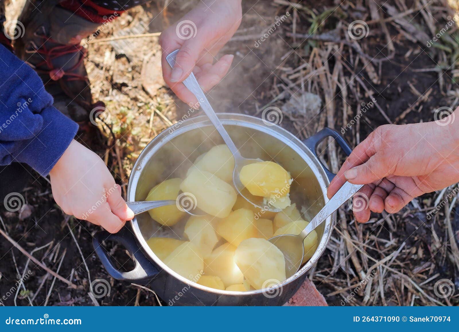 A pot of potatoes stock photo. Image of organic, natural - 264371090