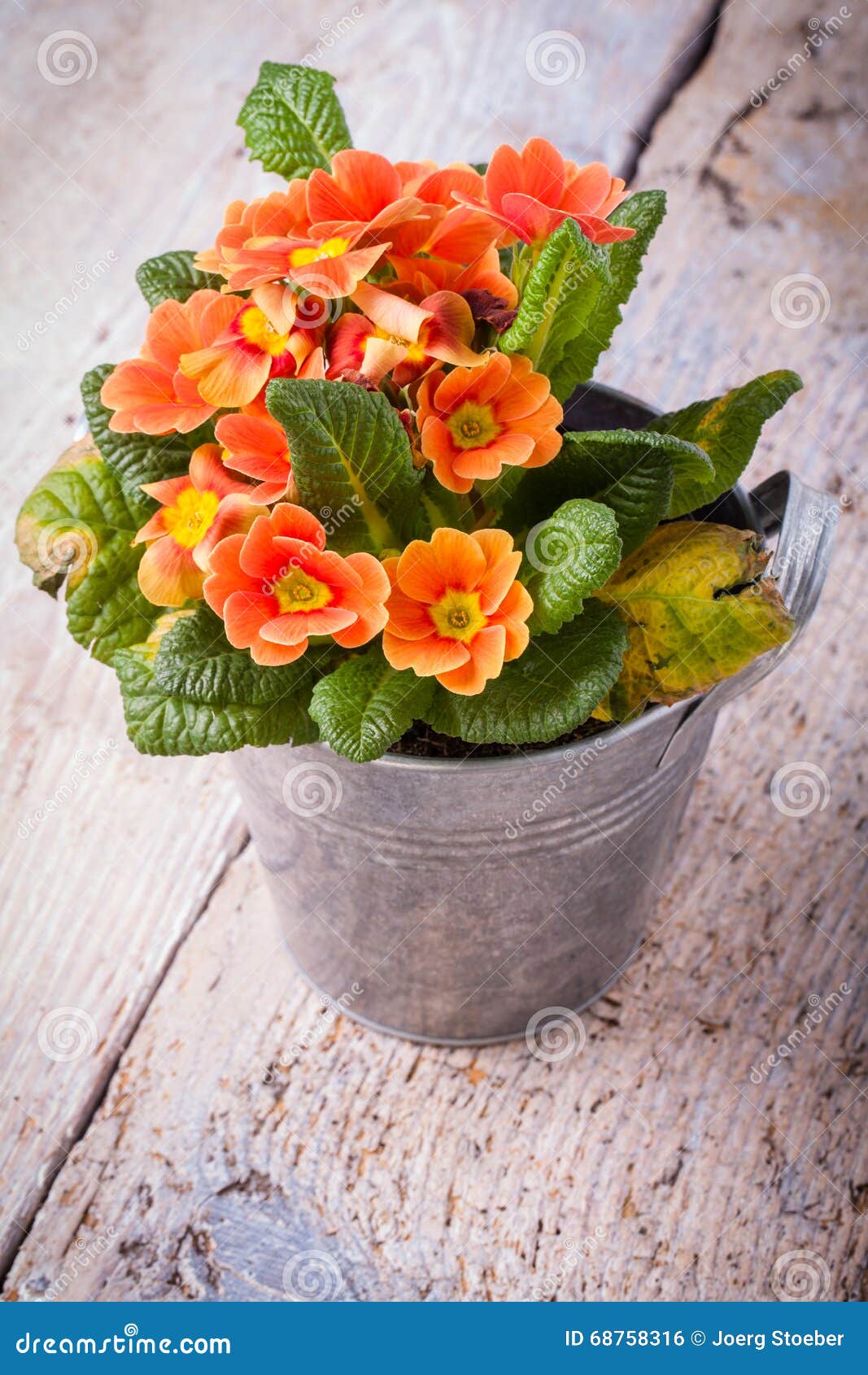 Pot of primula flower stock photo. Image of flowerpot - 68758316