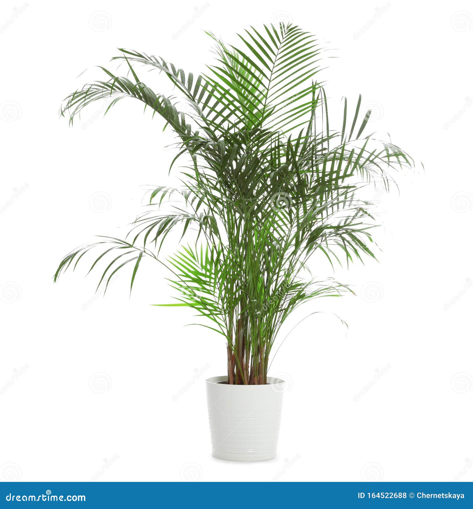 Pot with Ravenea Rivularis Plant Isolated. Home Decor Stock Photo ...